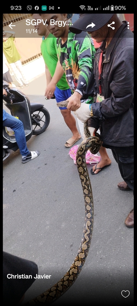 Reticulated Python from Merville, Parañaque, 1709 Metro Manila ...