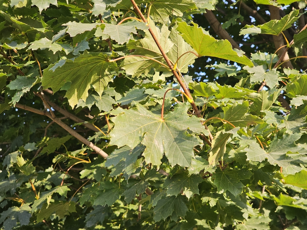 Norway maple from Blue Earth, MN 56013, USA on October 2, 2024 at 05:08 ...