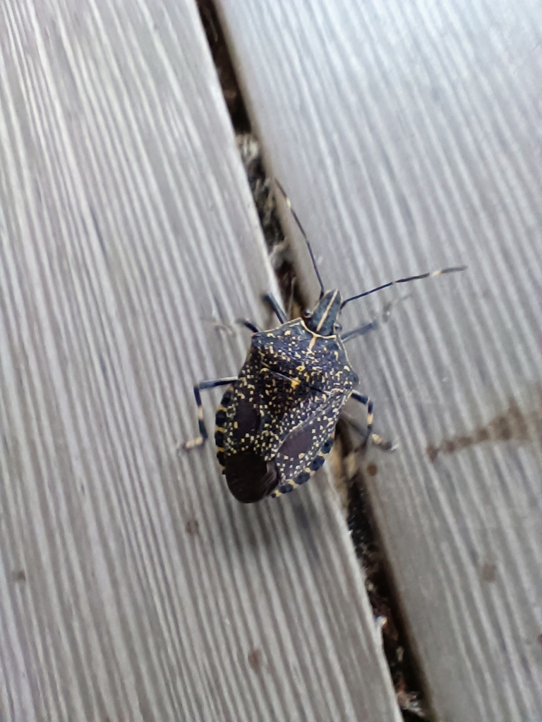 Yellow-spotted Stink Bug from 611-0013, Japon on October 03, 2024 at 02 ...