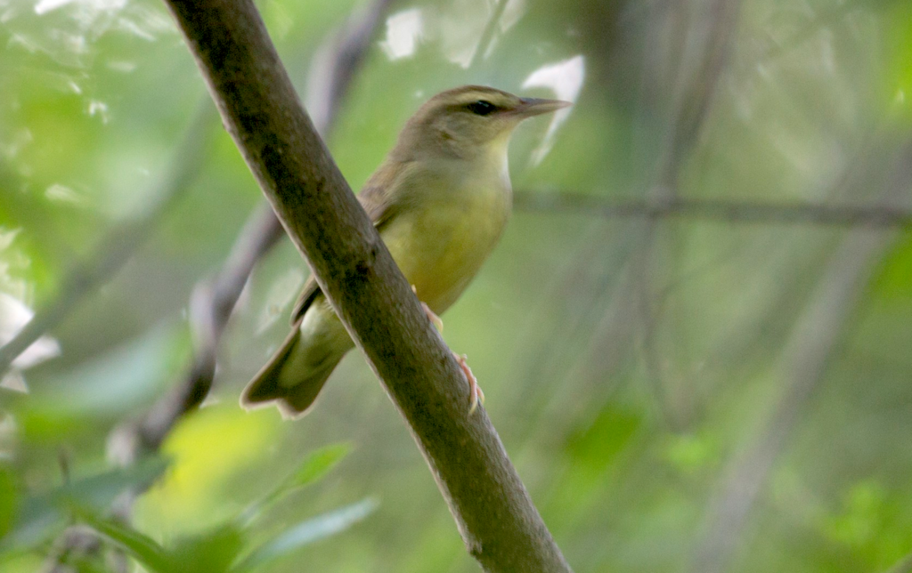 Swainson's Warbler from Lantana, FL, USA on October 03, 2024 at 12:25 ...