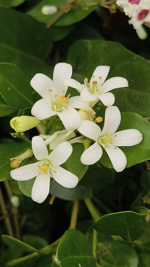 Orange Jasmine from Yulin, TW-TA, TW on October 3, 2024 at 01:53 PM by ...