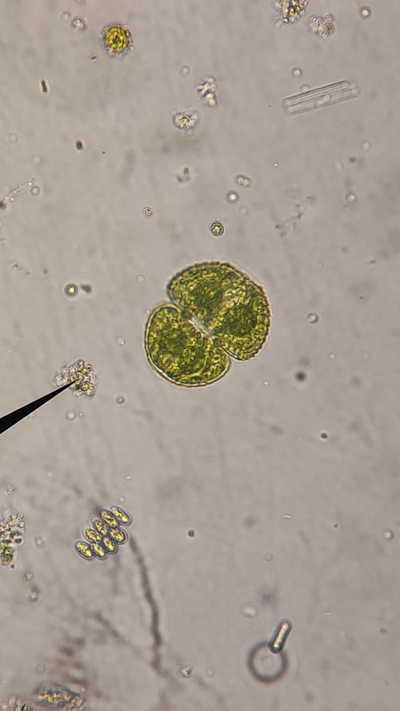 Cosmarium from 10257 Vilnius, Lietuva on October 2, 2024 at 11:20 AM by ...