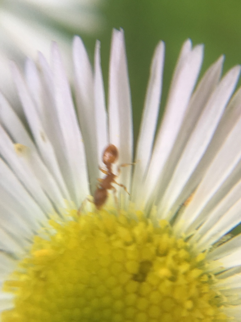 Bent-spined Acorn Ant in July 2019 by Anna Hargrave. Tiny, 6mm, on ...