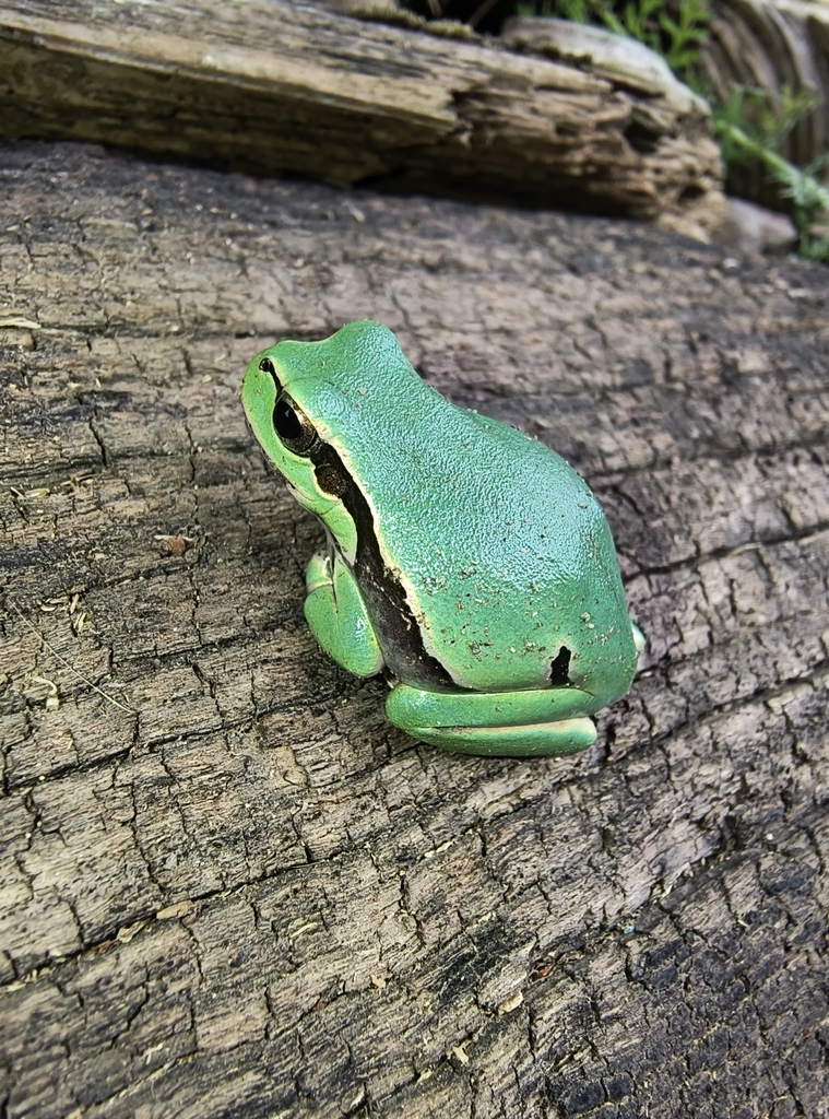 Eastern Tree Frog from Кантелина on October 3, 2024 at 11:59 AM by ...