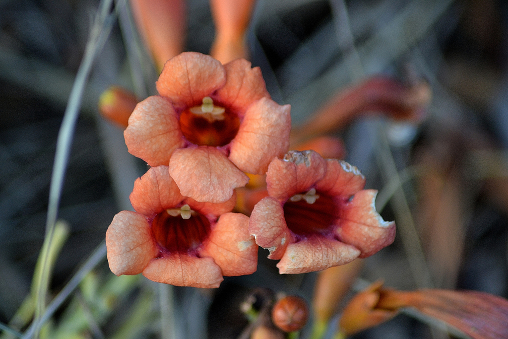 American trumpet vine from Tarragona, España on September 13, 2012 at ...