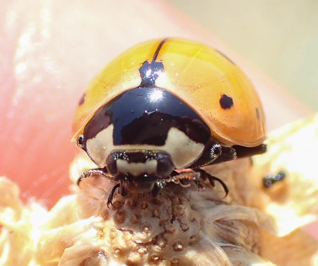 Nine-spotted Lady Beetle in July 2019 by Philipp Wickey · iNaturalist