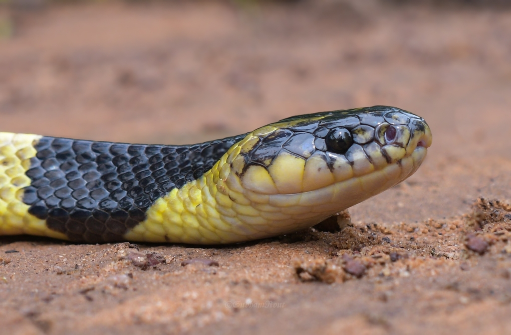 Banded Krait from Pandari, Odisha 768234, India on September 14, 2024 ...