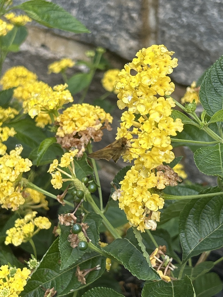 Huron Sachem from Gettysburg College, Gettysburg, PA, US on October 3 ...