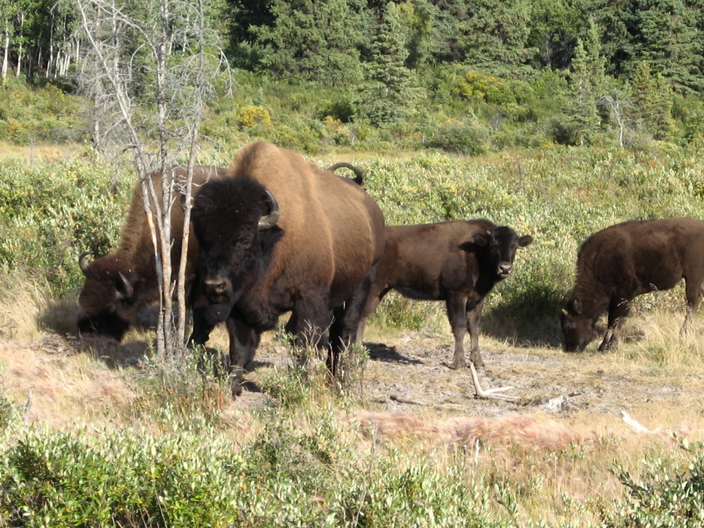 Wood Bison from Yukon, YT, Canada on August 22, 2006 at 08:47 PM by ...