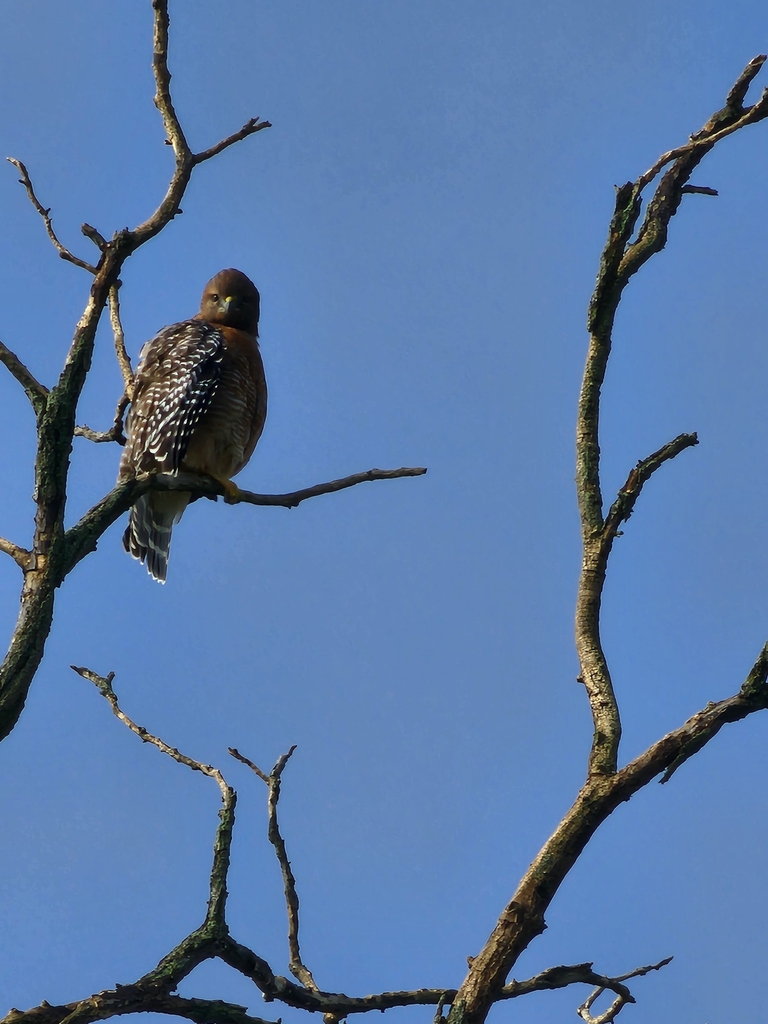 Red-shouldered Hawk from Sayler Park, Cincinnati, OH, USA on October 3 ...