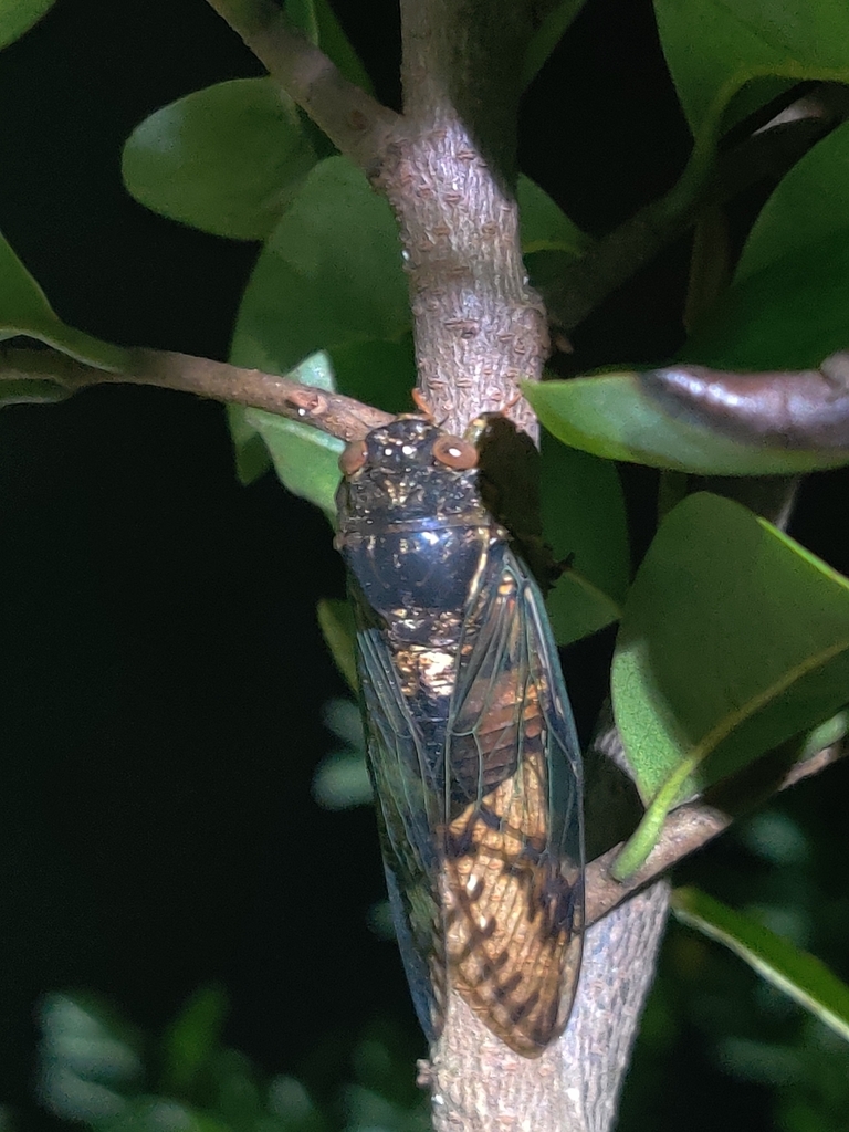 Odopoea suffusa from 7PPP+QG8, San Francisco de Macorís 31000 ...