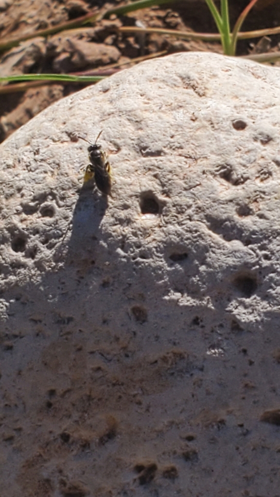 Winged and Once-winged Insects from 31629 Chihuahua, Mexico on October ...