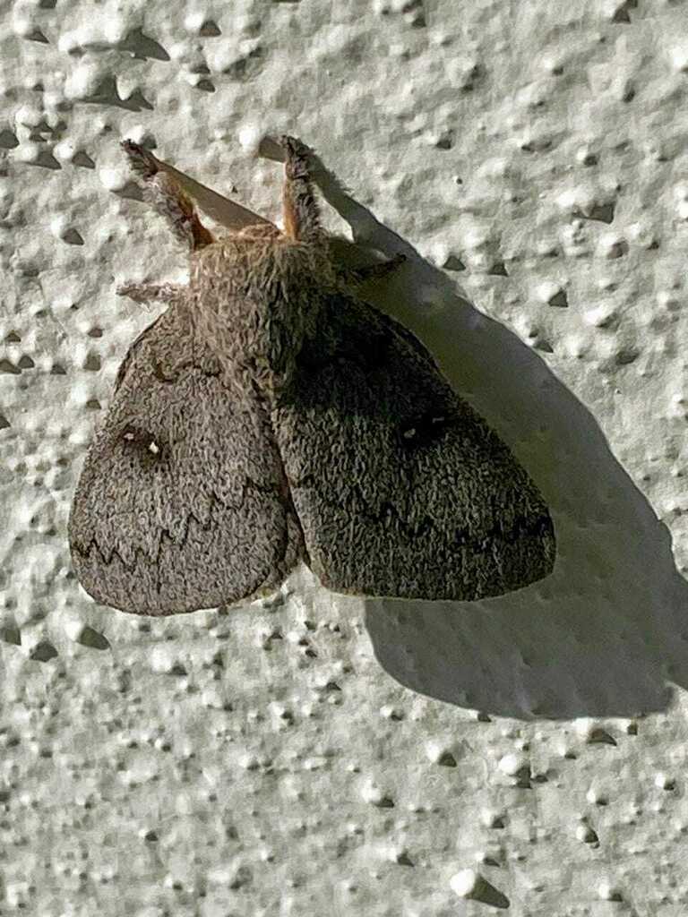 Hubbard's Silk Moth from Guamúchil, Sinaloa, Mexico on October 3, 2024 ...