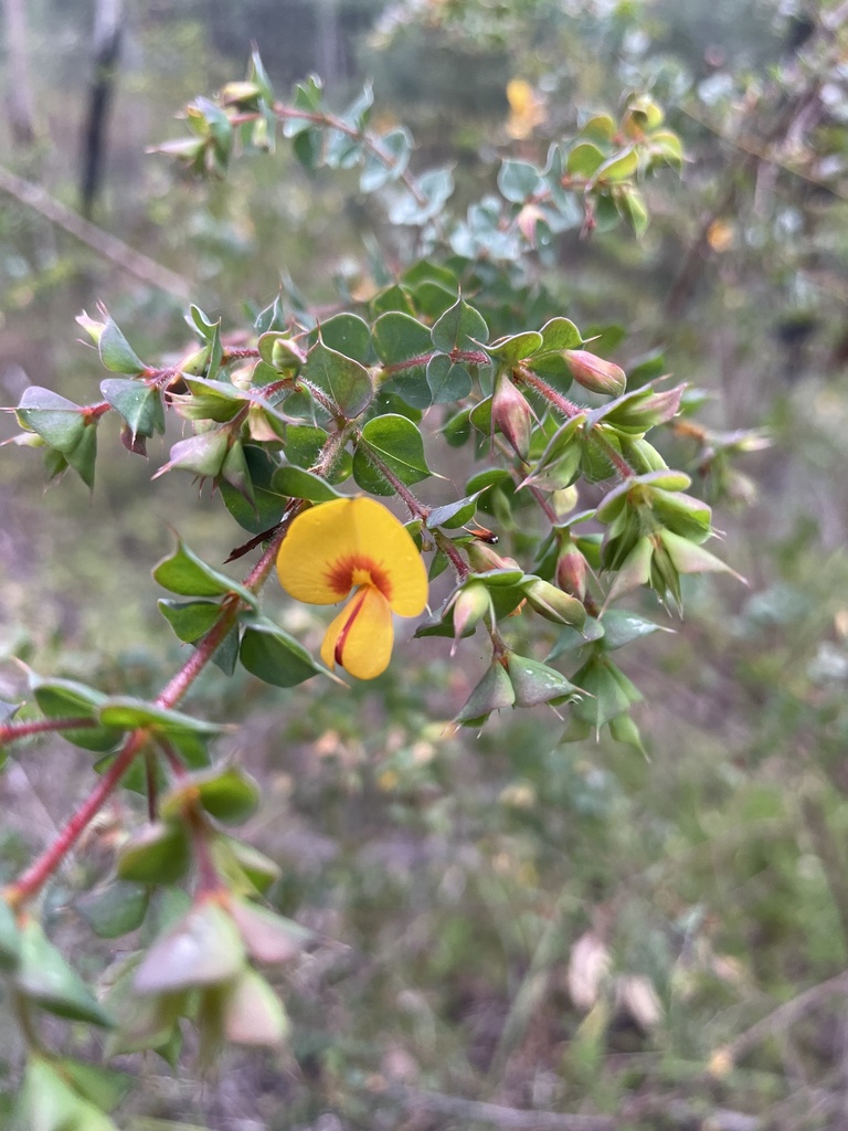 spiny bush-pea from Blackdown Tableland National Park, Blackdown, QLD ...