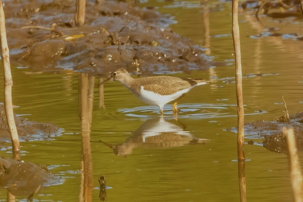 Spotted Sandpiper from Lancaster County, NE, USA - Wagon Train SRA on ...