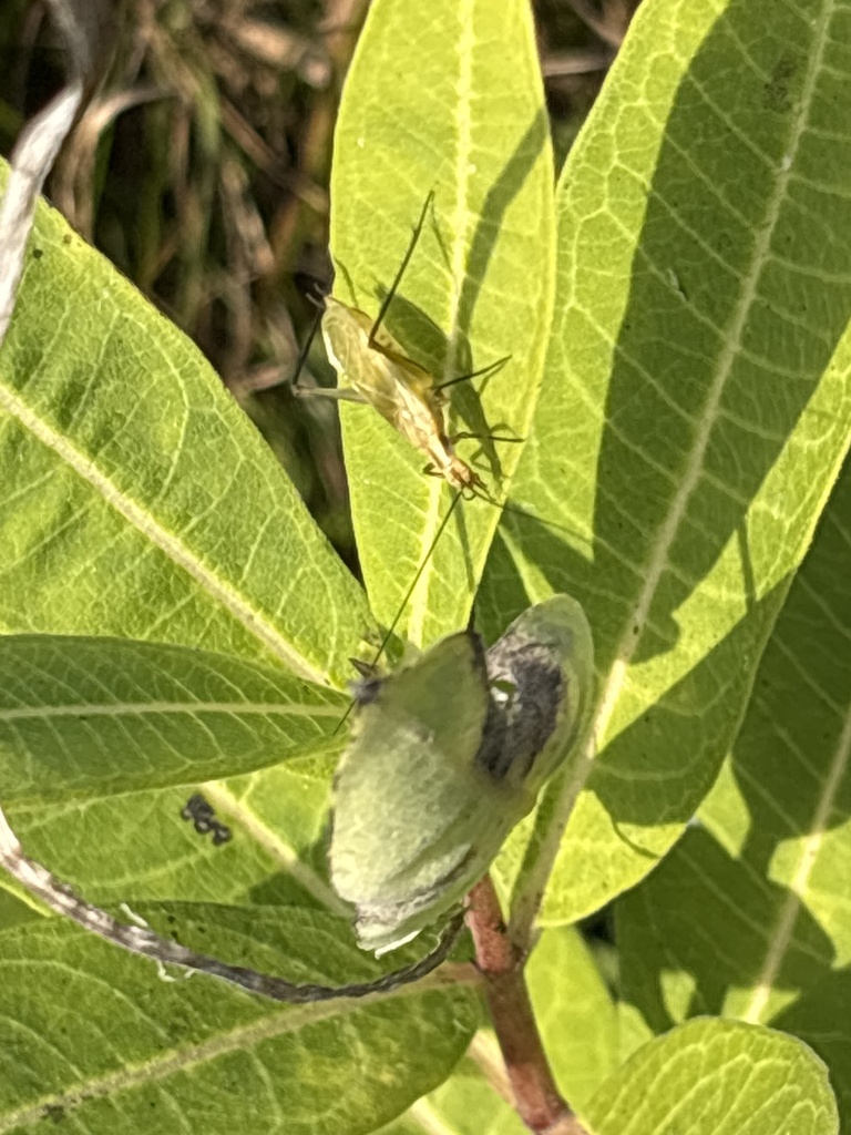 Black-horned Tree Cricket from Mono, ON, CA on October 3, 2024 at 02:39 ...