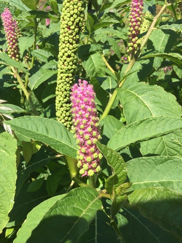 Timaru Botanic Gardens Check List · iNaturalist Australia