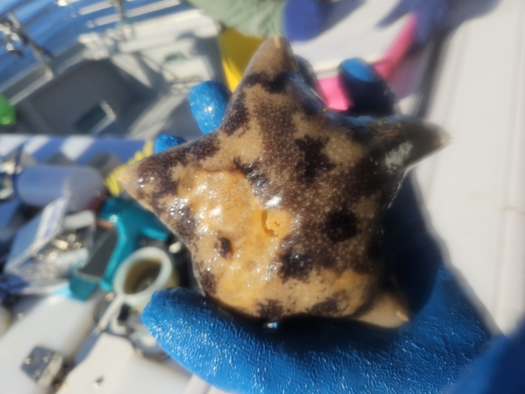 Slime Star from Lincoln County, OR, USA on October 01, 2024 at 09:33 AM ...