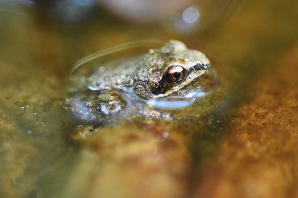 Wood Frog from Jackson County, US-NC, US on October 3, 2024 at 12:42 PM ...