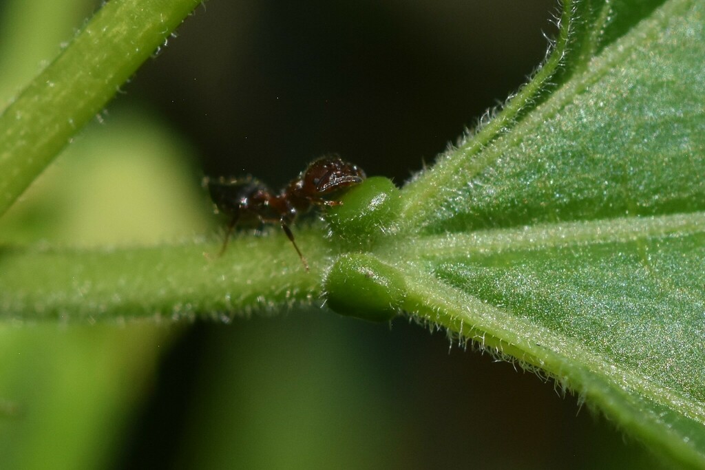 Hairy-headed Acrobat Ant from Jackson County, NC, USA on October 3 ...