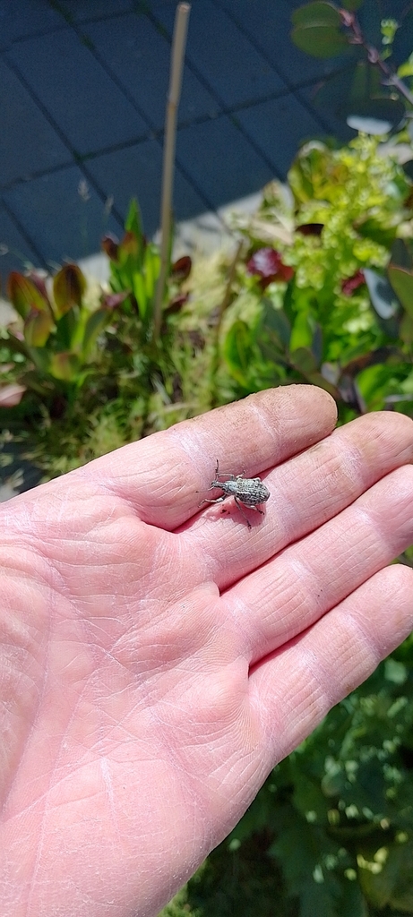 Fruit-tree Root Weevil from Echuca VIC 3564, Australia on September 18 ...
