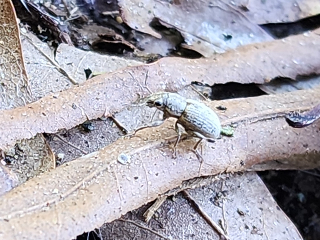 Little Fringed Weevil from Danbury, NC 27016, USA on October 3, 2024 at ...