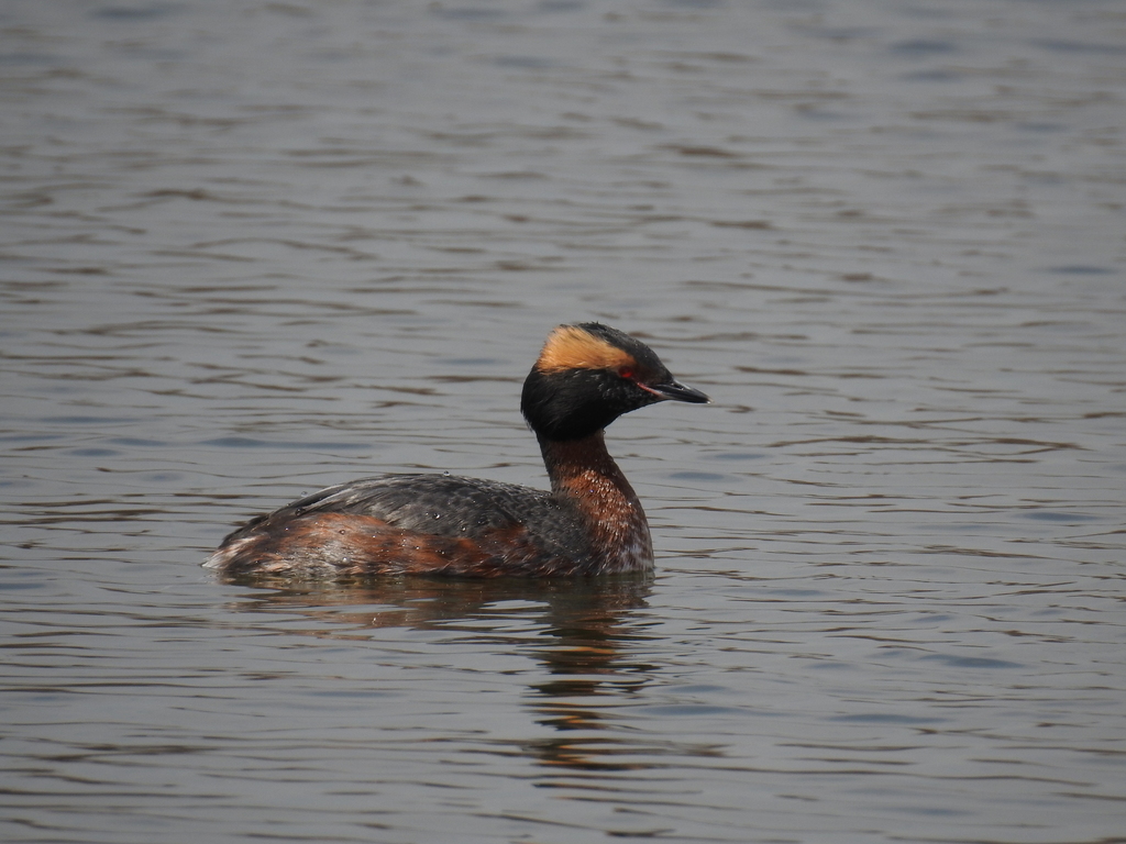 Horned Grebe from Lake Glenview, Glenview, IL 60026, USA on April 17 ...