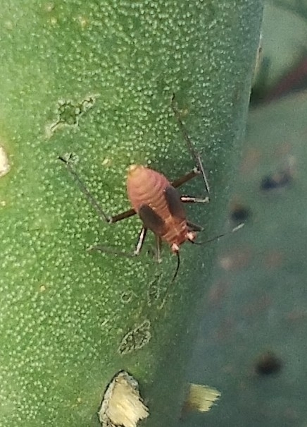 Nopal Plant Bug from Ctra. a Molino de Flores y Camino de los Arrieros ...