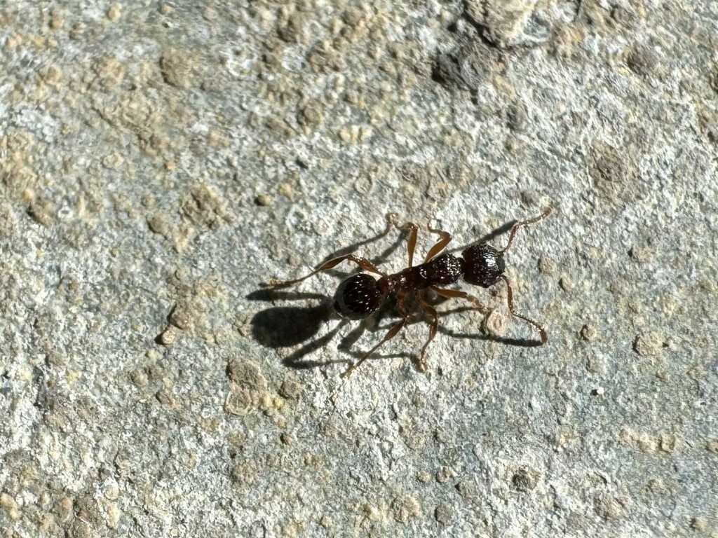 Furrowed Ants from Venango County, PA, USA on October 3, 2024 at 10:34 ...