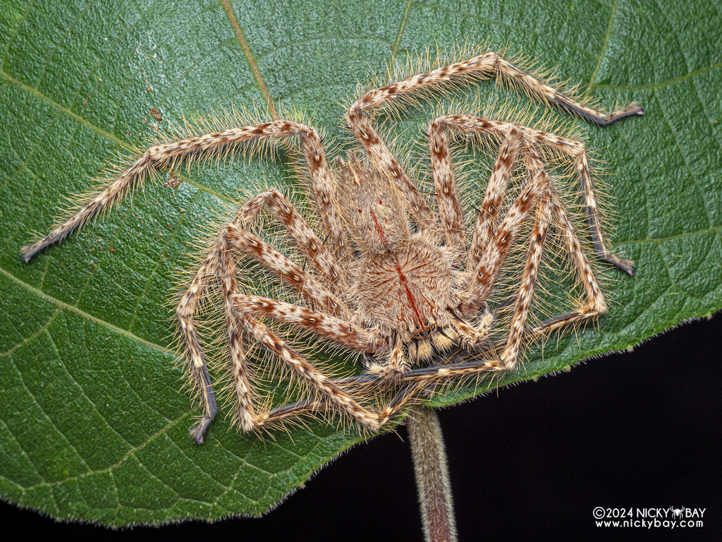 David Bowie Spider from Chestnut Ave, Singapore on September 28, 2024 ...