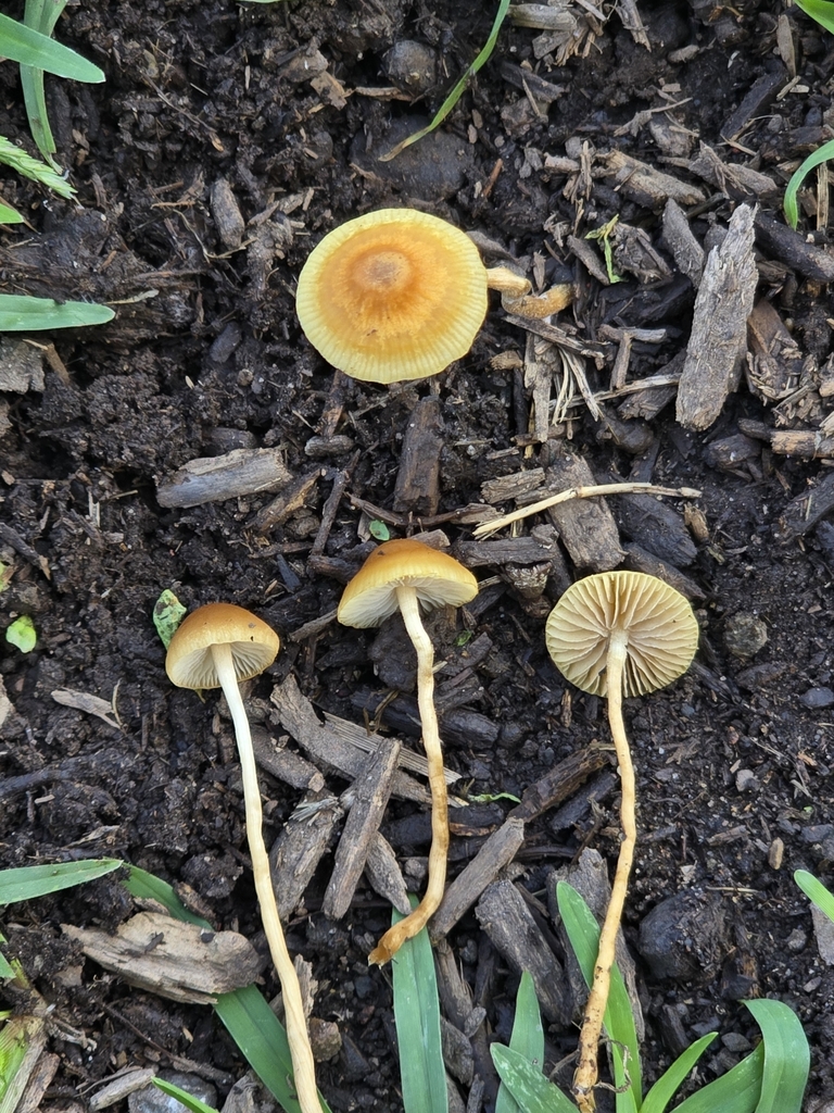 digitate fieldcap from Pine Creek Township, PA, USA on October 3, 2024 ...