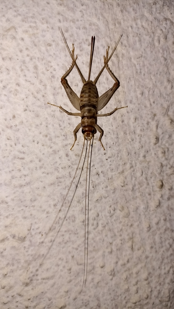 Tropical House Cricket from Bustamante, 22840 Ensenada, B.C., México on ...