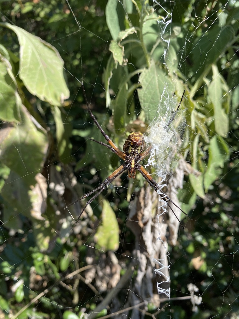 Yellow Garden Spider from Waterford Ln, Georgetown, TX, US on September ...