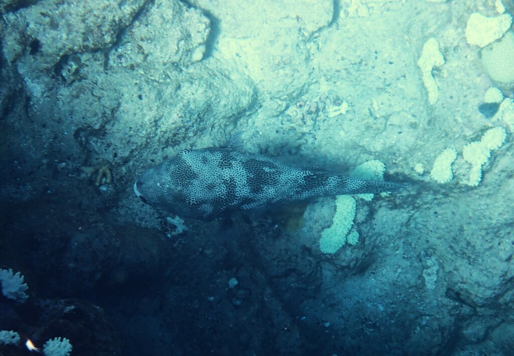 Starry Puffer from Marsa 'Alam, EG-BA, EG on October 3, 2024 at 09:11 ...