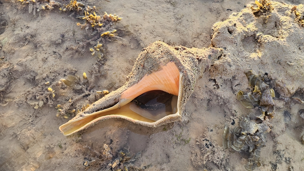 Australian Trumpet from Australia on October 3, 2024 at 05:23 PM by ...