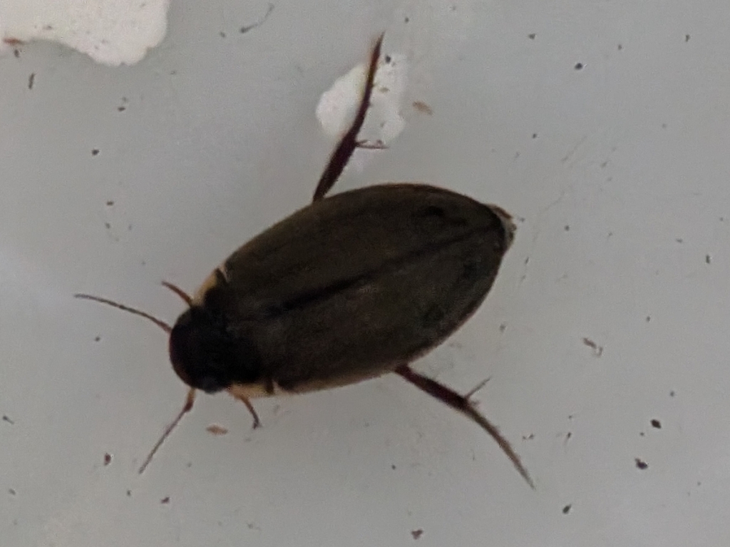large-grooved diving beetle from Feltham TW14 8HA, UK on October 4 ...