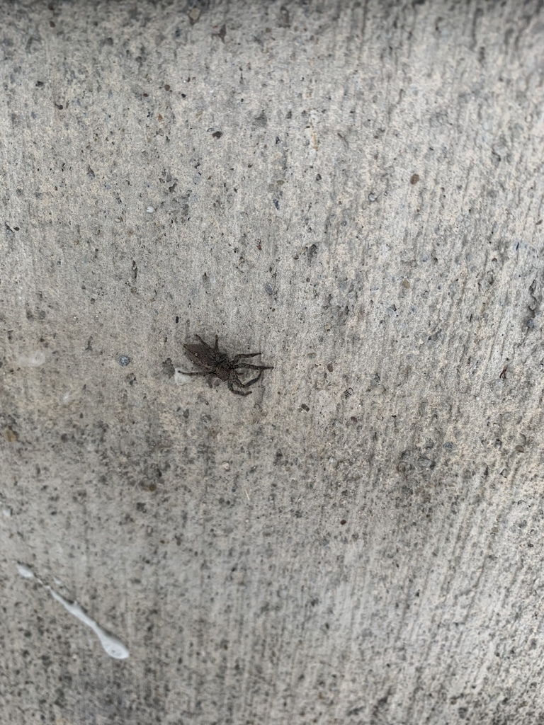 Pantropical Jumping Spider from 15809 State Route 511, Oberlin, OH, US ...