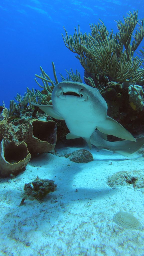 Nurse Shark from Caribbean Sea, MX on October 3, 2024 at 02:00 PM by ...