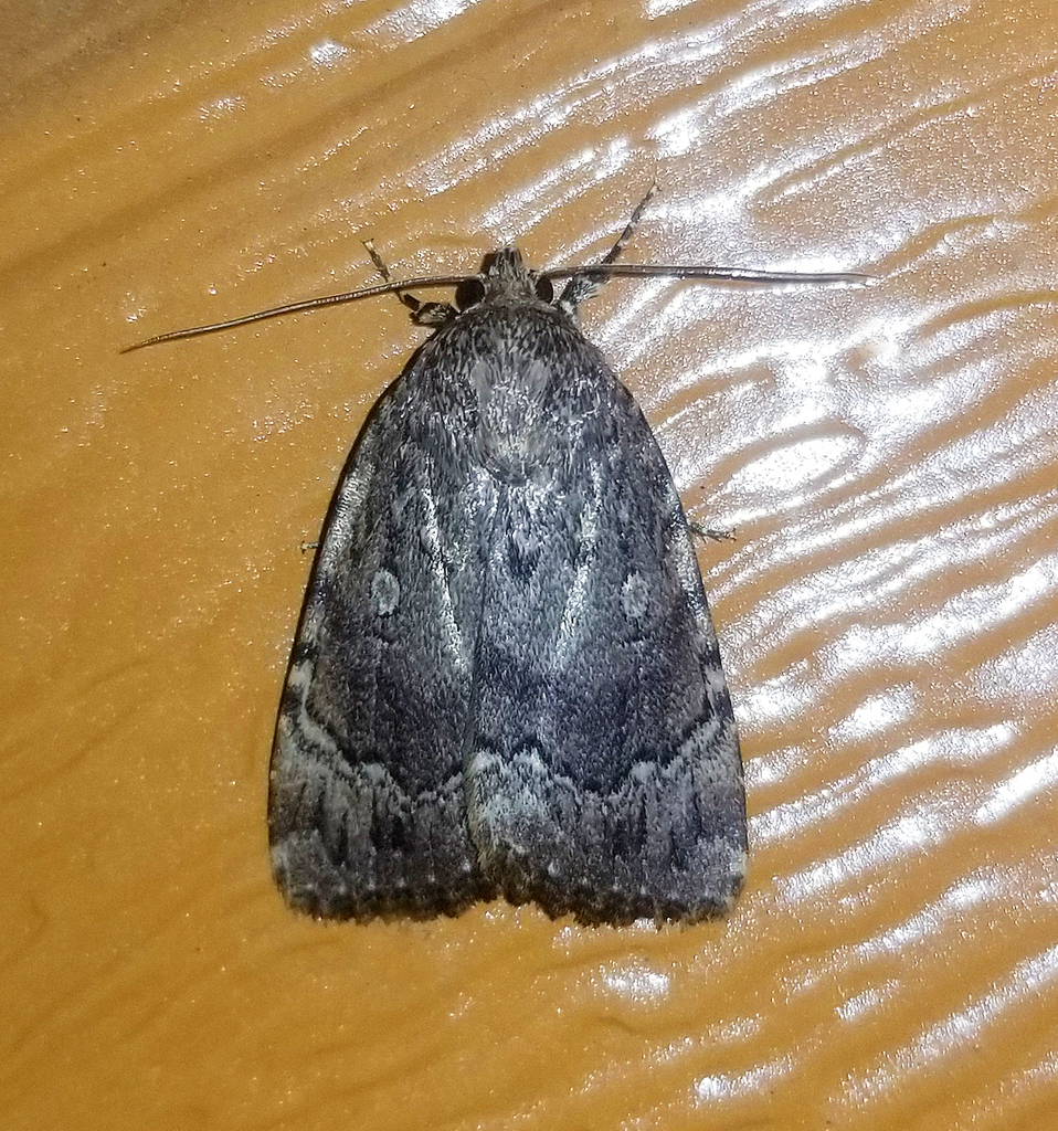 American Copper Underwing from Fentress County, TN, USA on October 4 ...