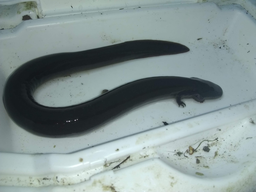 Western Lesser Siren in May 2019 by Adam Austin. Part of year-long ...