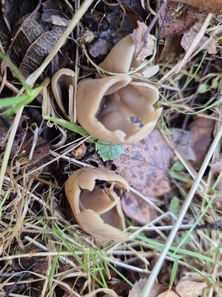 tan ear from Winterbourne, Newbury, UK on October 4, 2024 at 02:58 PM ...