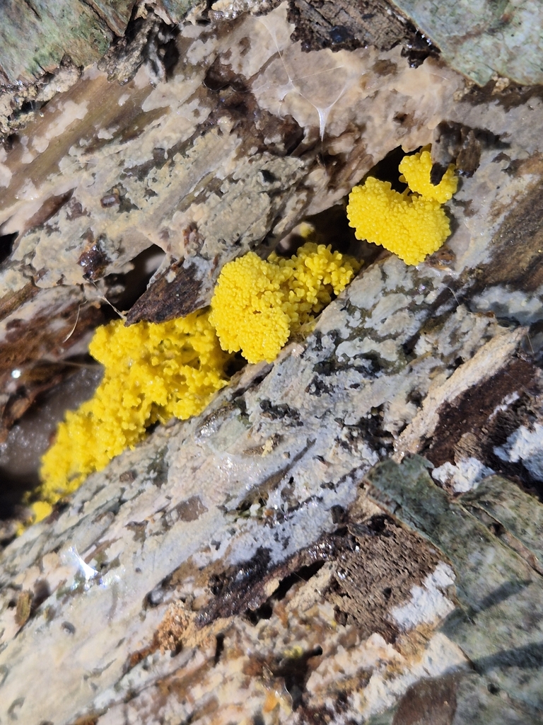 Dog Vomit Slime Mold from Berkshire, England, GB on October 4, 2024 at ...