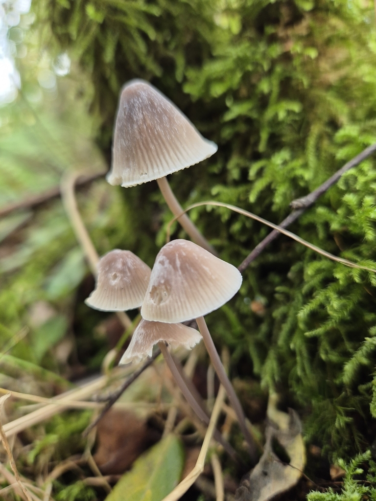 Iodine Bonnet from Berkshire, England, GB on October 4, 2024 at 03:52 ...
