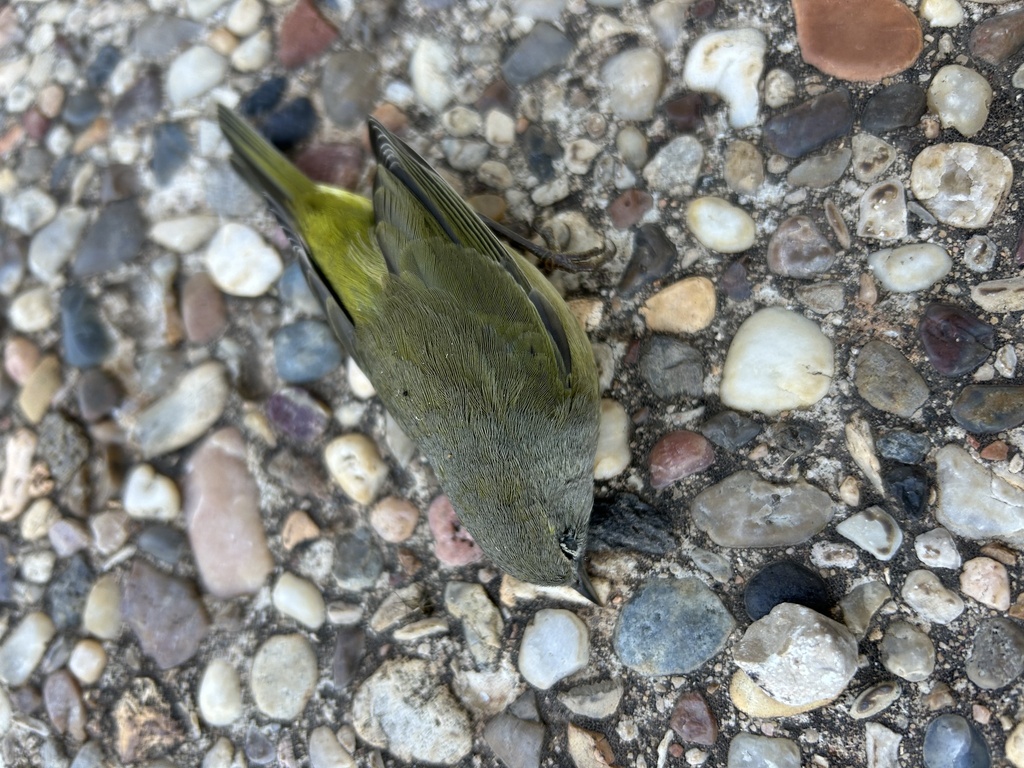 Orange-crowned Warbler from Abilene, TX, US on October 4, 2024 at 11:57 ...