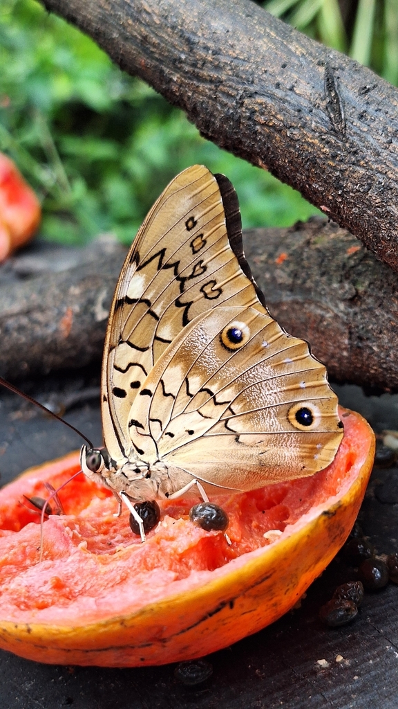 Shaded-blue Leafwing from Sangre Grande Regional Corporation, Trinidad ...