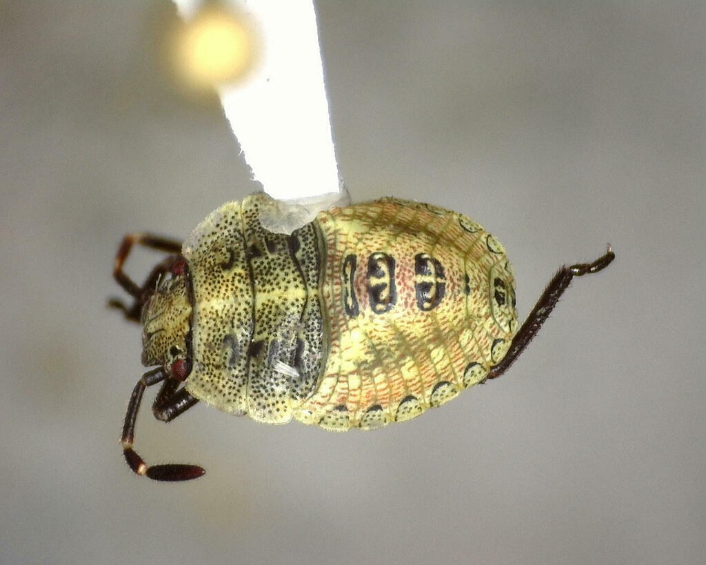 Dendrocoris humeralis from Kimble County, TX, USA on June 13, 2024 at ...
