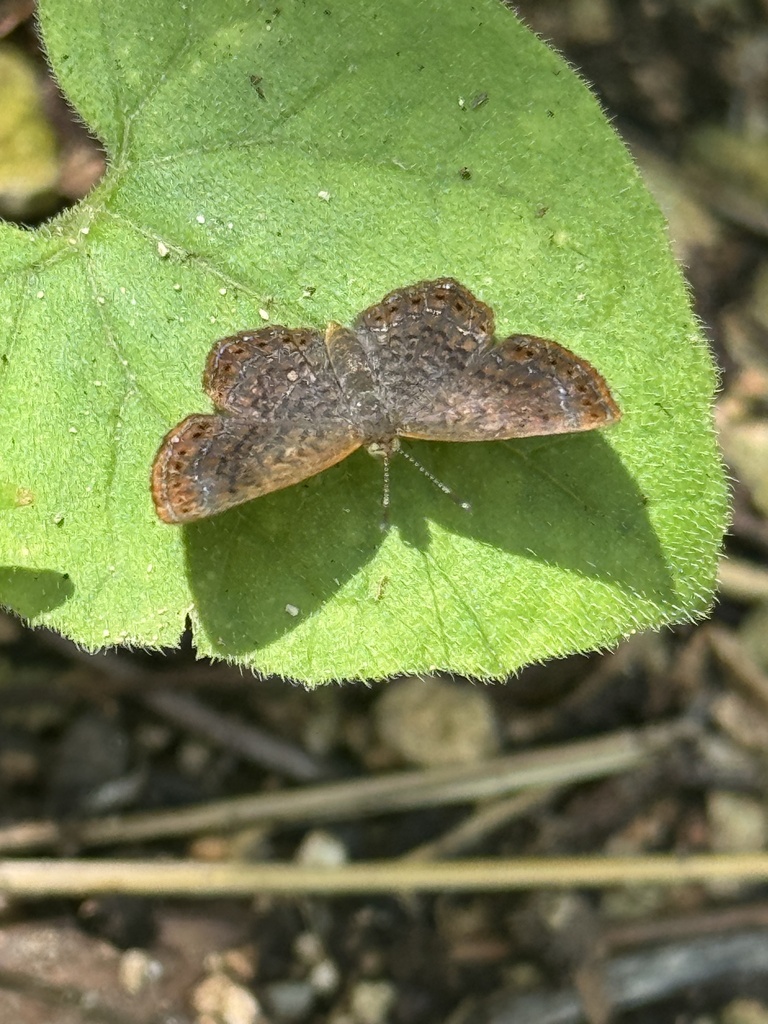 Calephelis from Ucú, Yuc., MX on October 4, 2024 at 11:05 AM by Gerardo ...