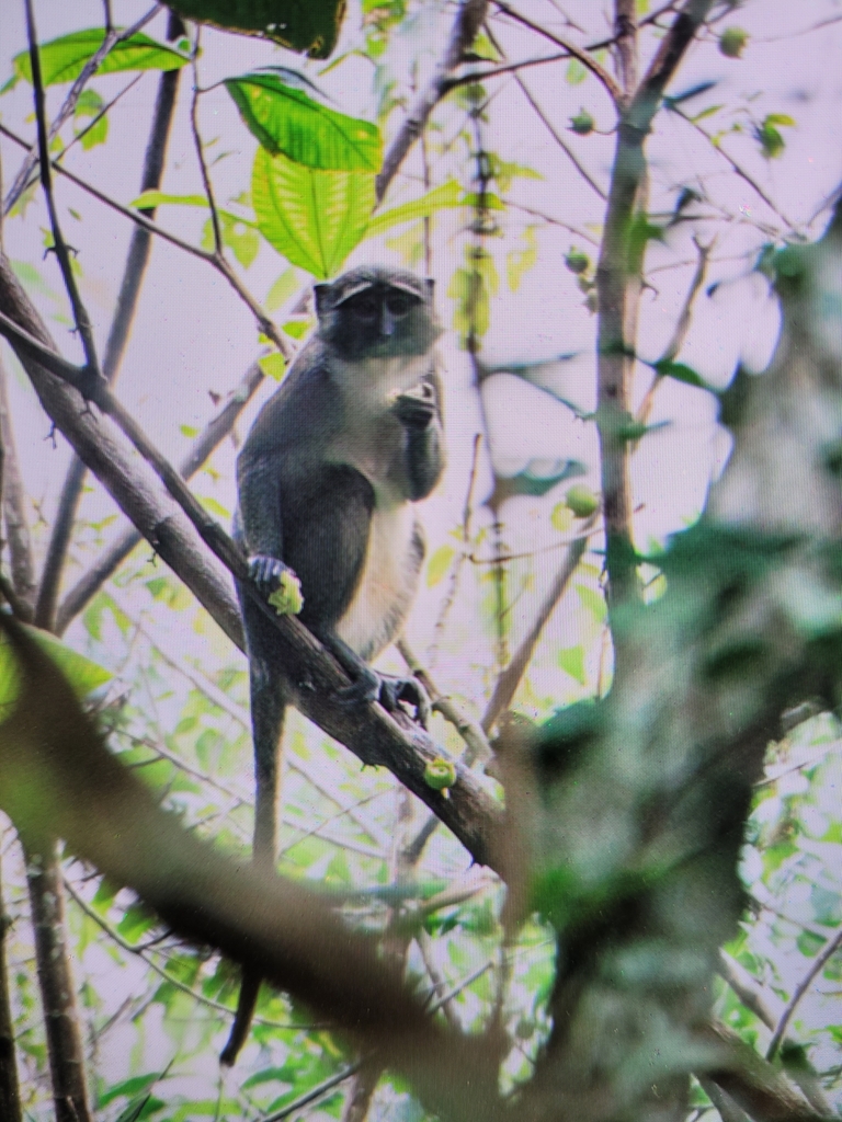 Allen's Swamp Monkey from Bongandanga, Democratic Republic of the Congo ...