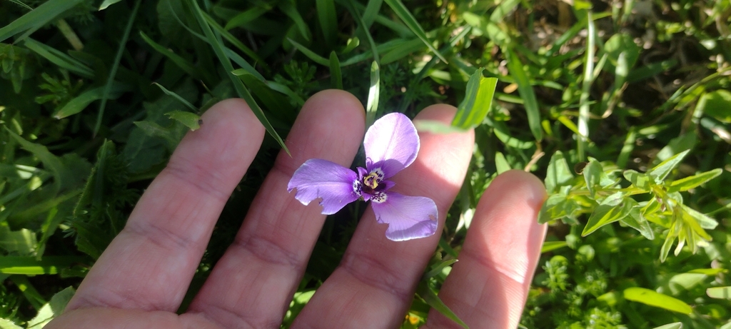 Prairie Nymph from FG4F+FQ - Quilombo, Pelotas - RS, Brasil on October ...