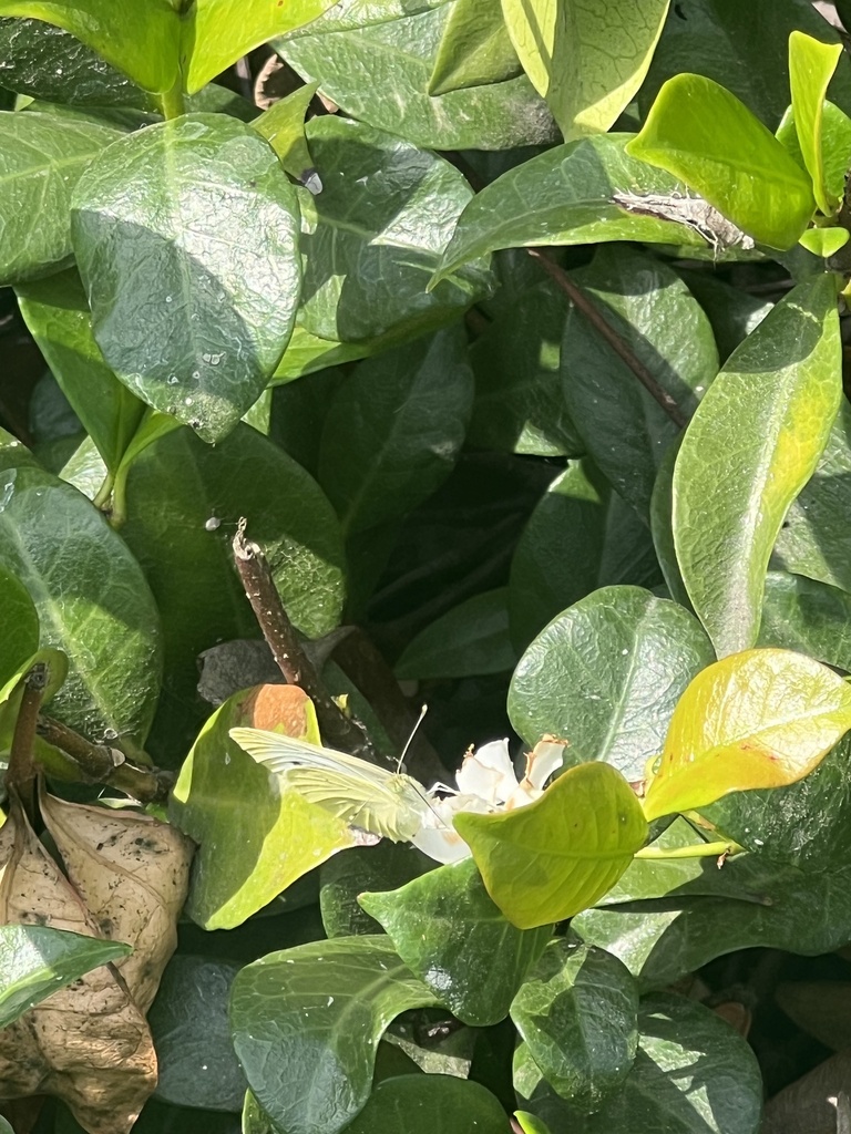 Small White from University of Southern California, Los Angeles, CA, US ...